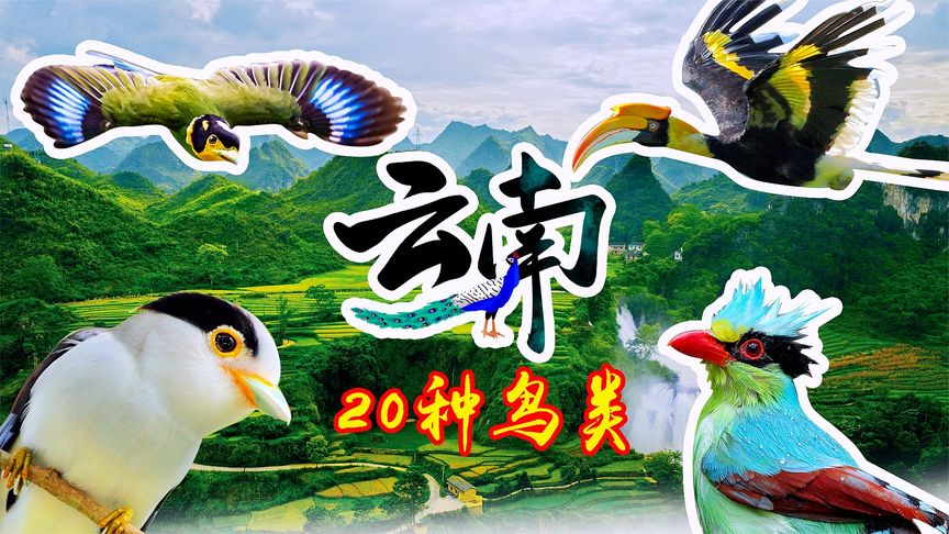 云南鸟类有哪些?20种鸟儿美丽得就像童话,让人过目难忘!