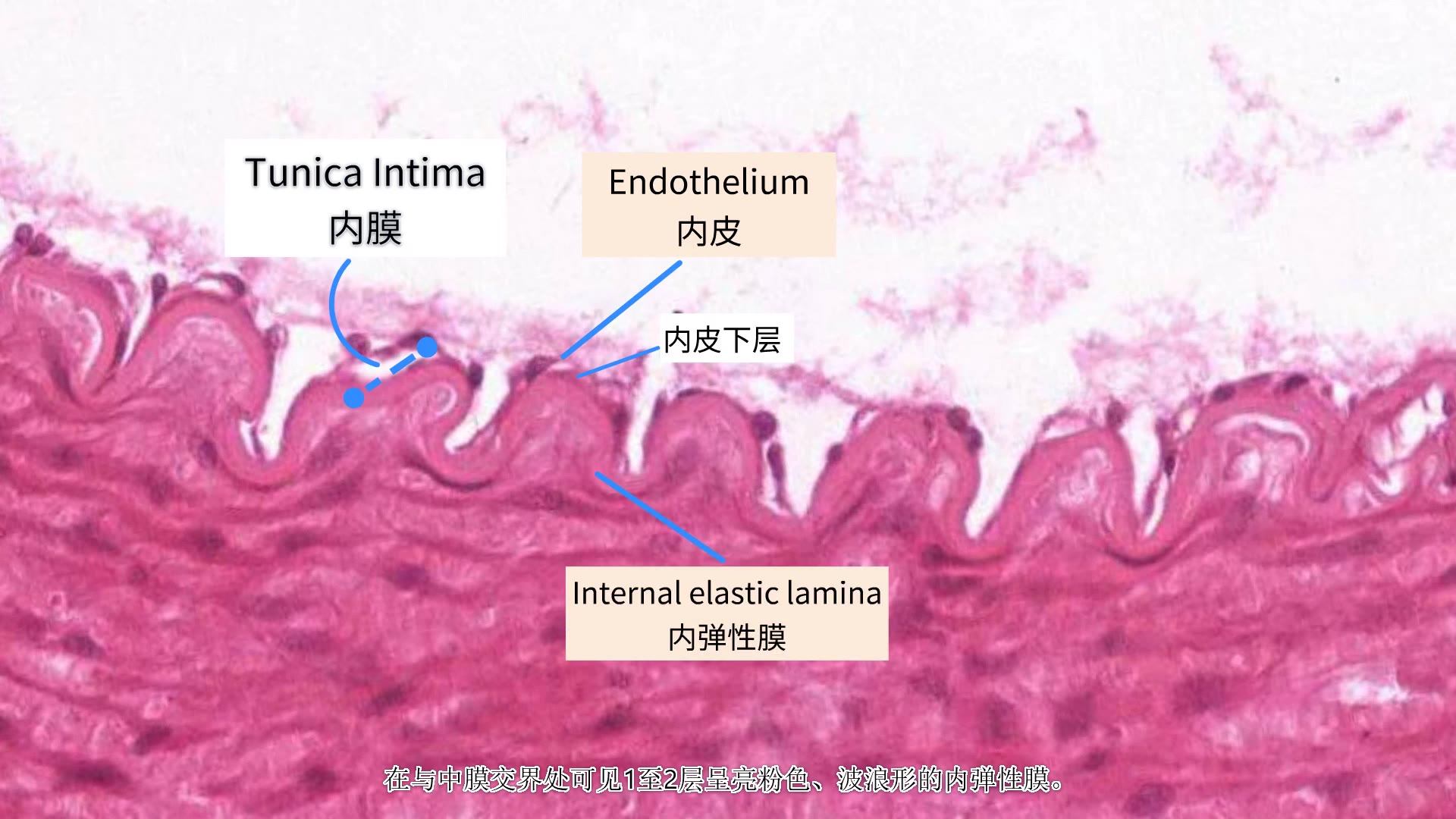 《组织学与胚胎学》实验课讲解视频—循环系统 —血管