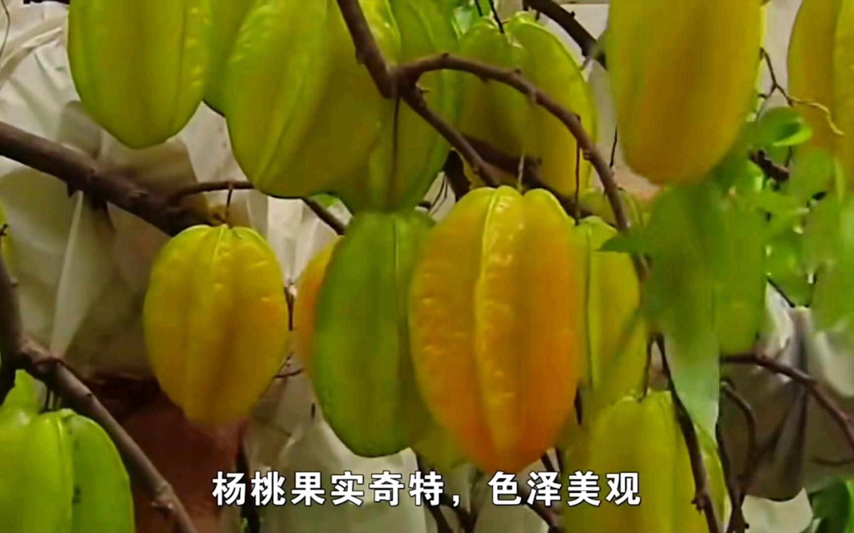 长这么大 头一次见到长在的杨桃