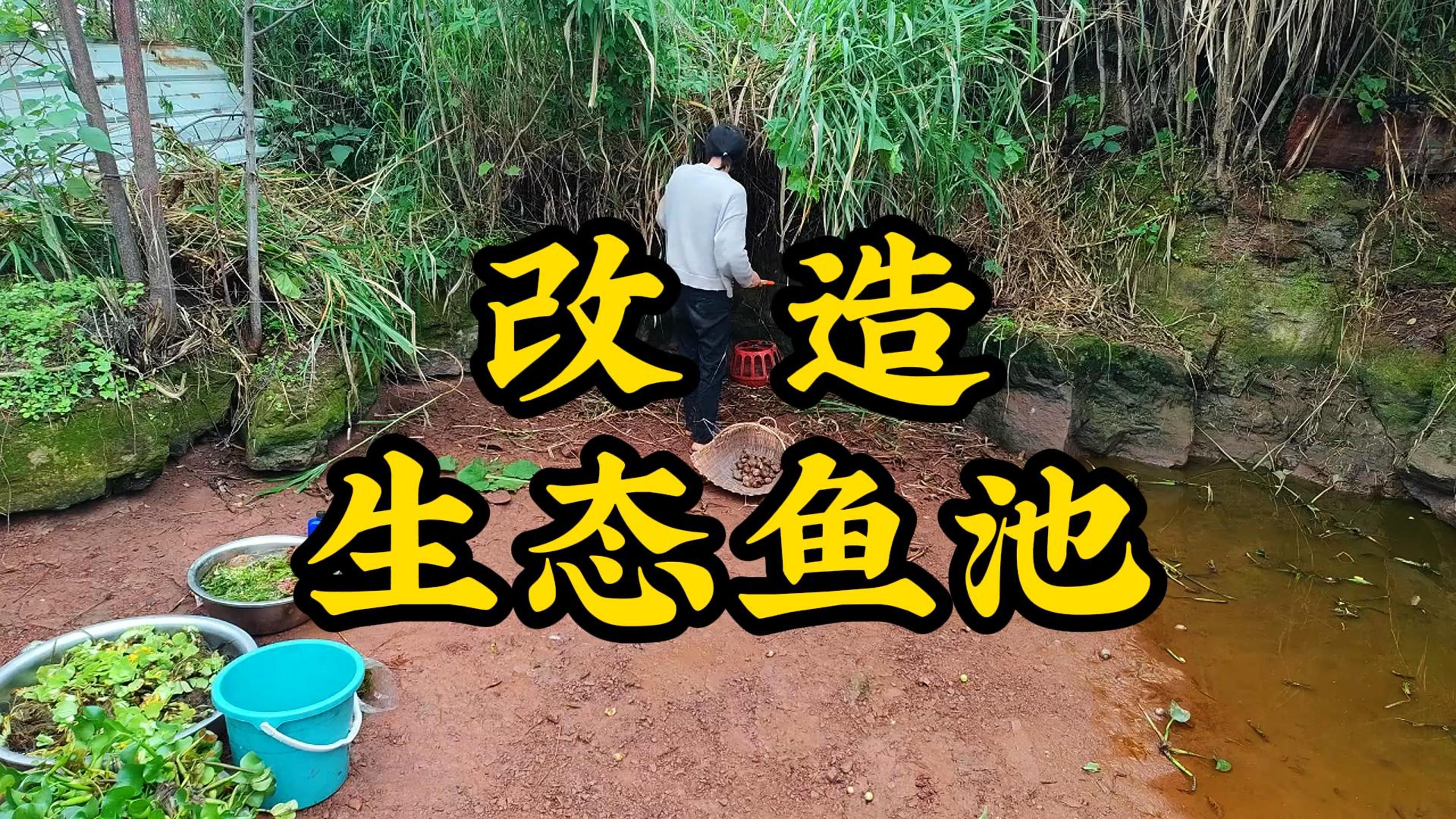用百年池子,改造生态鱼池!