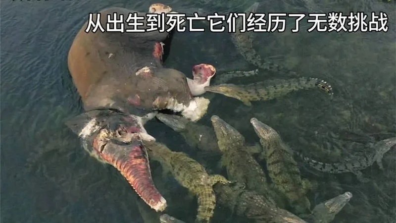 所有哺乳动物中大象的孕期最长,从出生到死亡它们经历了无数挑战