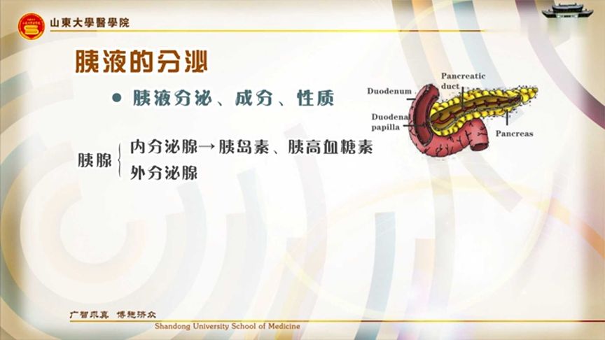 医学生理学:7.3.1消化系统和体温—小肠内的消化(一)