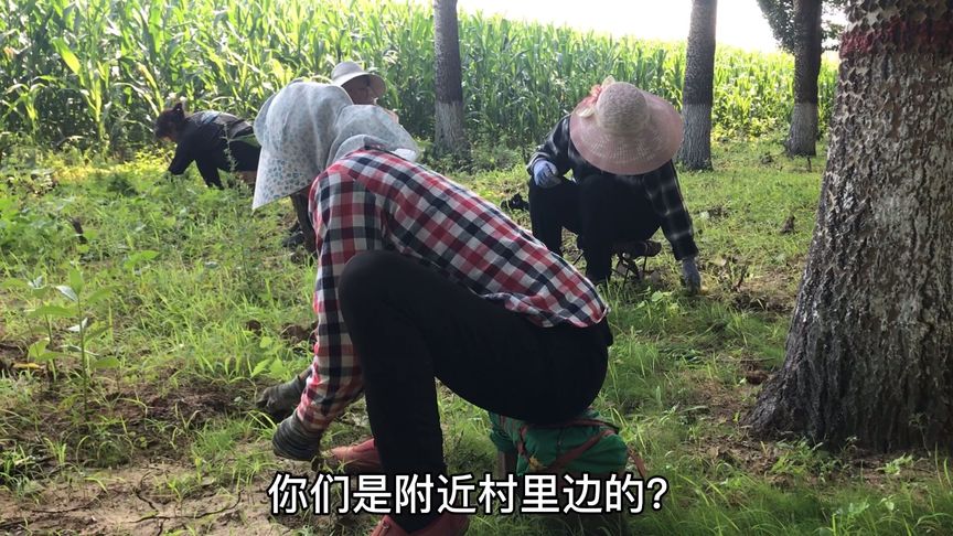 乡间小路上这么多人,在种植草皮,为城市美化出力!