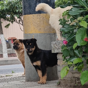 非法昵称WOW 