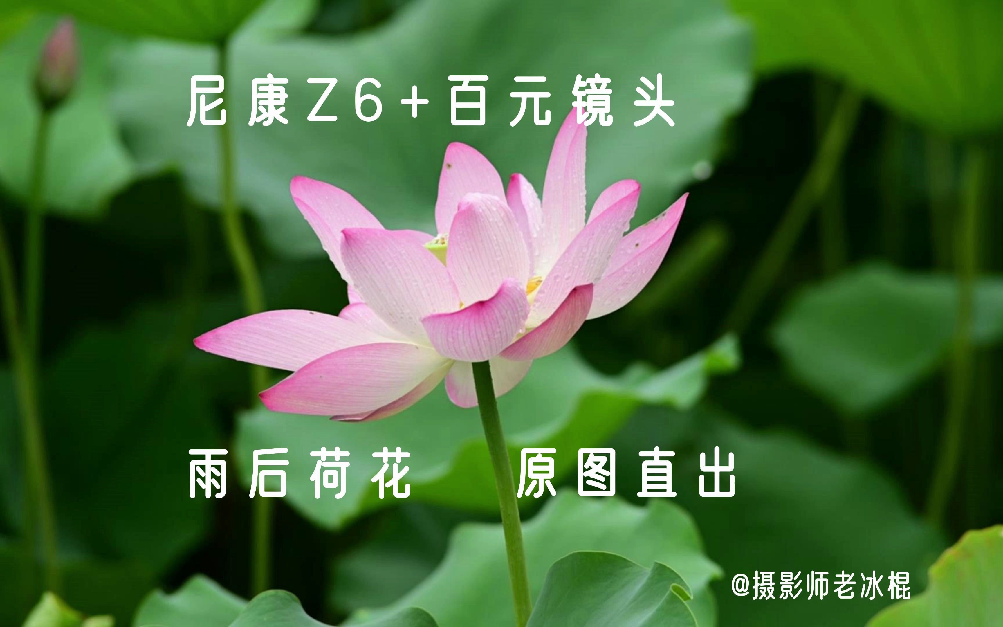 【尼康z6+百元手动长焦镜头】雨后荷花,原图直出,买什么720,140,这就...