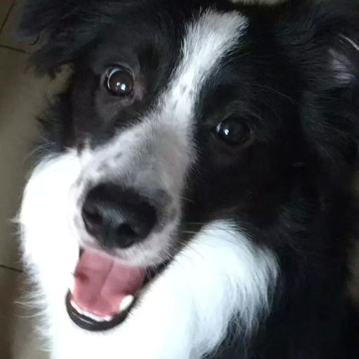 小多多dog 