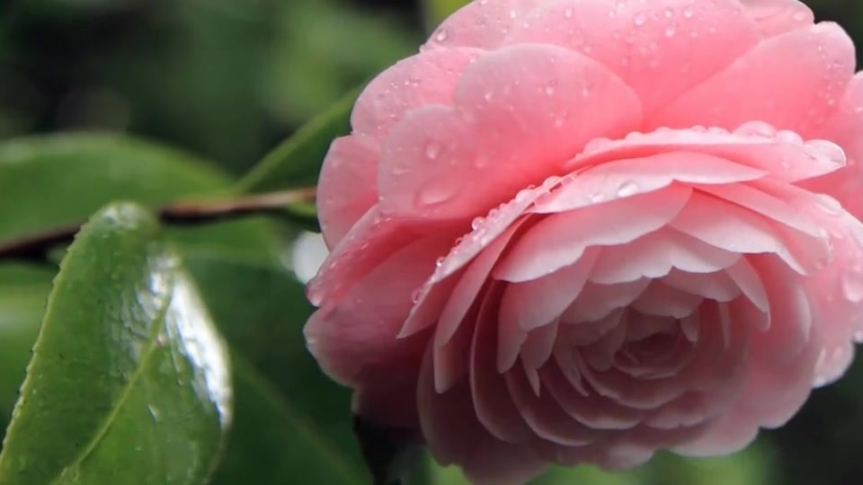 经典老歌500首怀旧歌曲