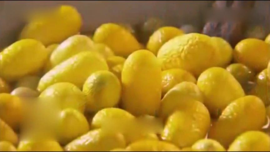 实拍丝绸制作全过程,从蚕蛹到制成衣物太神奇!