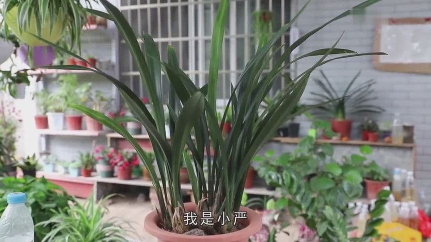 冬季花卉浇水不可随意,这样做才能让植物顺利过冬!