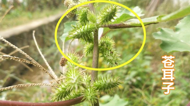 农村房前屋后的植物苍耳子,用来煮水泡脚洗澡帮助大,我也才知道