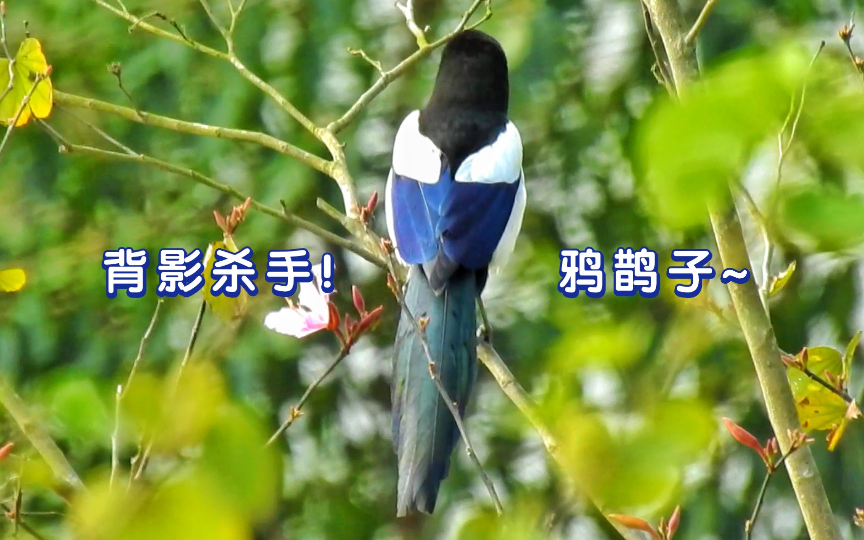 【观鸟】背影杀手喜鹊给您送来好运!机智的黑水鸡用体重巧取高处...