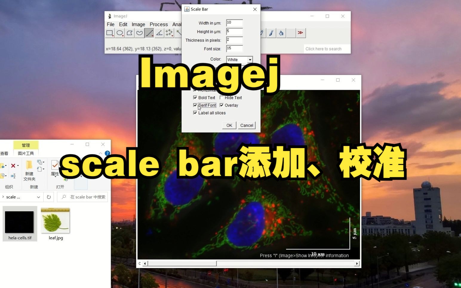 用imagej添加scale bar,校准scale bar