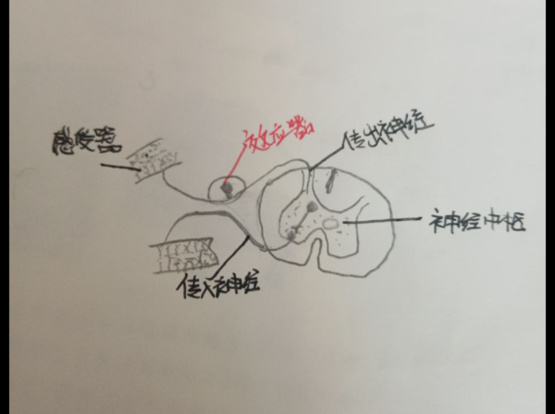 孩子们的生物图——反射弧结构模式图(人教版初中生物七年级下册)