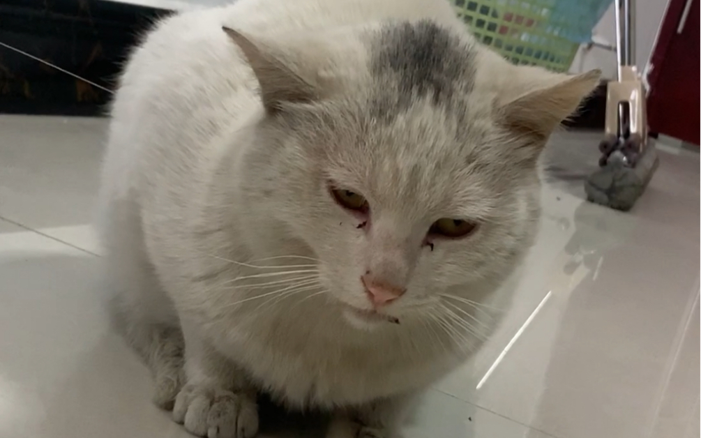 流浪猫生病了,没有经验的小白只好当起了半个医生