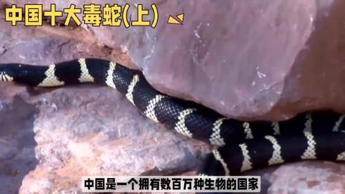 国内常见的十大毒蛇(上)