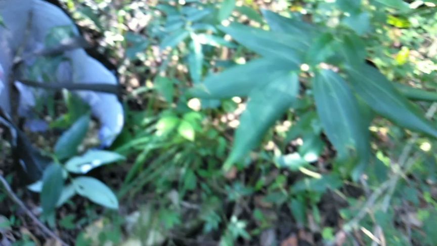 老潘哥带你认识野生黄精的功效与作用。