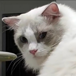 我厉害个啥意思 