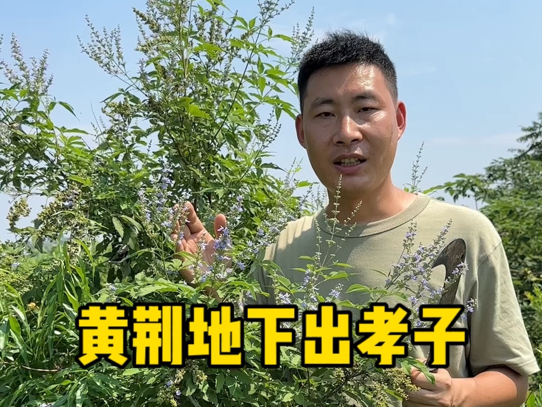 ...荆,马鞭草科黄荆属落叶灌木或小乔木。你们那里有吗?都叫它什么名字