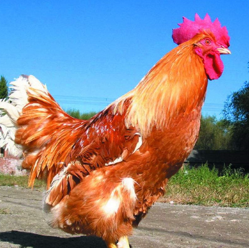 放地雷的小老头 