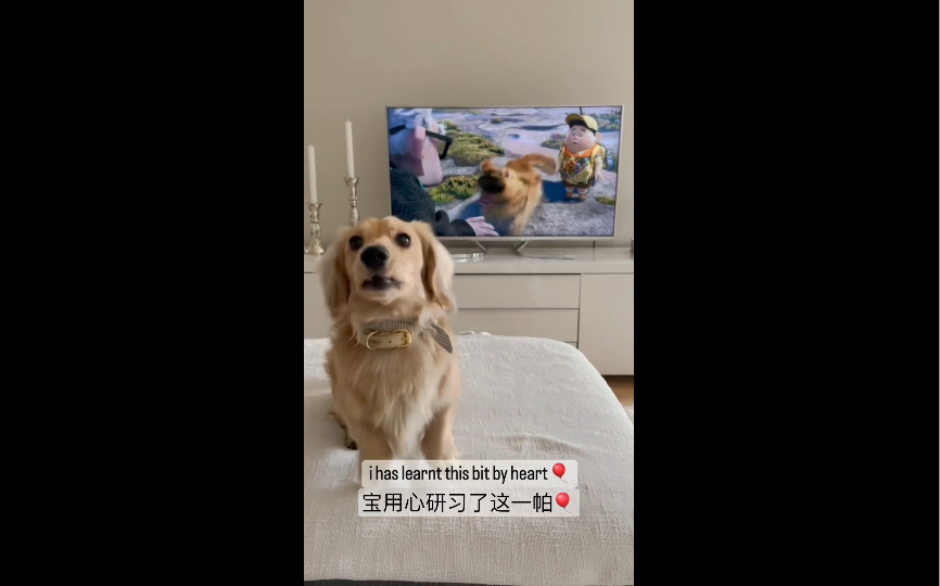 模仿能力很强的小狗狗一只～