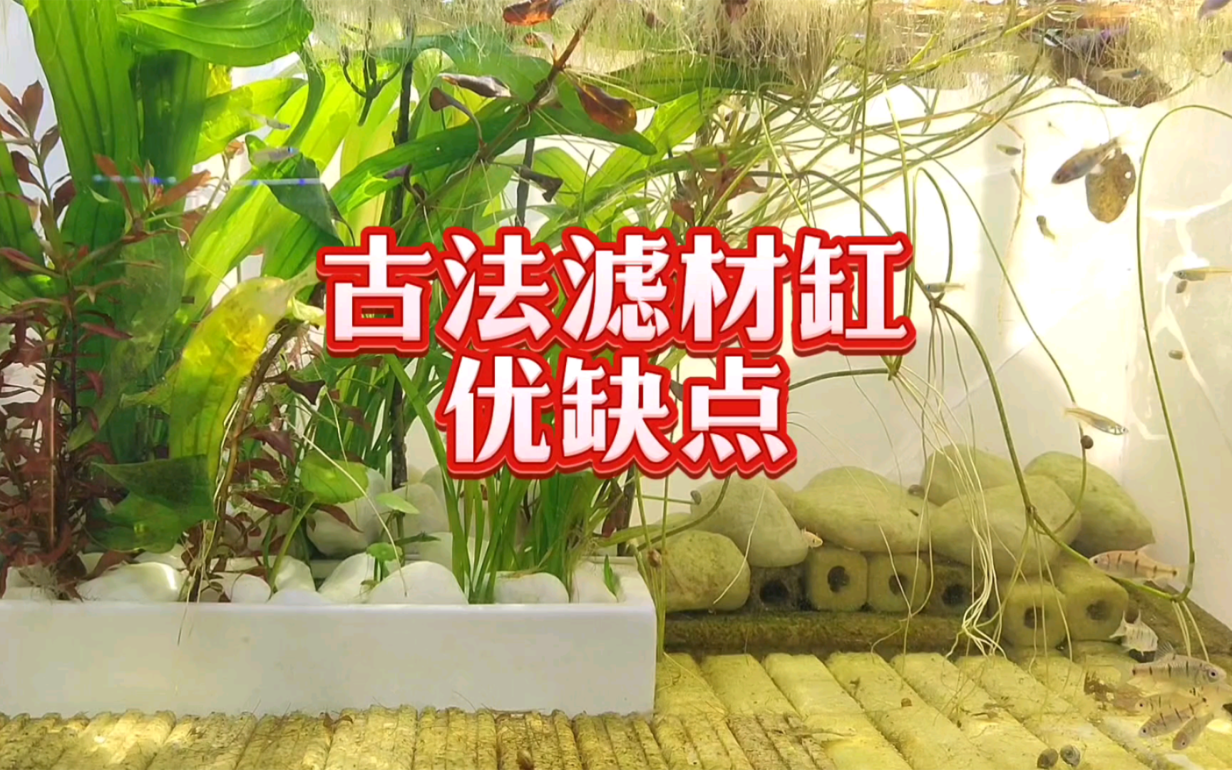 养小青龟的必备龟缸!古法滤材的优缺点总结。净化水质乌龟发色,非常...
