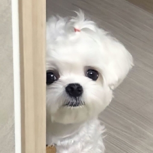 清光一许 
