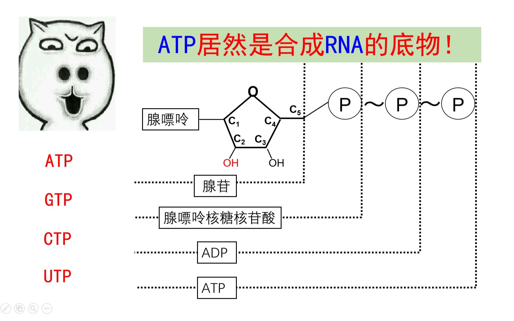 必修1第五章第2节:ATP(新教材新授课)