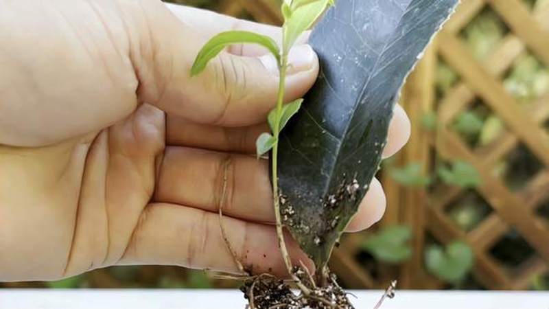 学会这招,就能用各种叶片繁殖各种花卉 植物