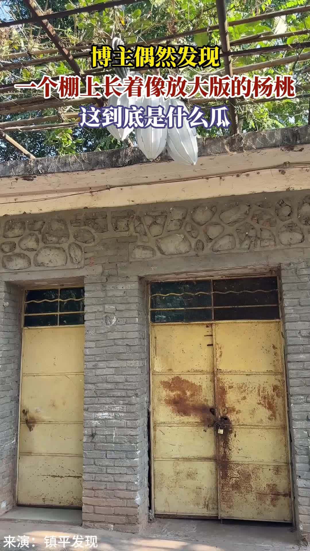 博主偶然发现,一个棚上长着像放大版的杨桃,这到底是什么瓜