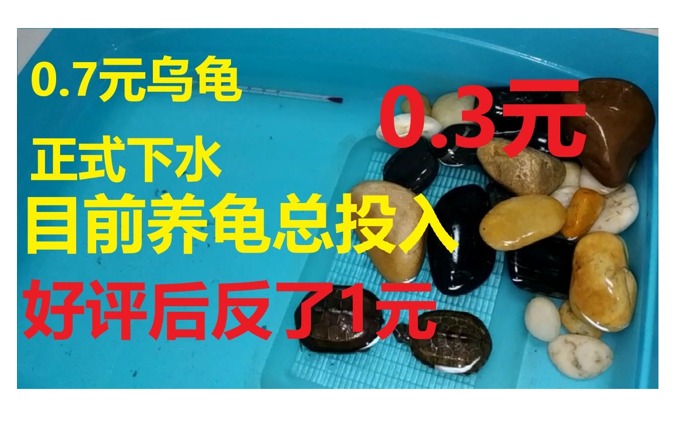 0.7元网购乌龟正式下水 好评后反了1元目前2只乌龟总花费0.3元打造史...