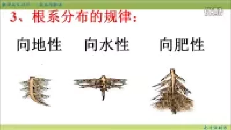 【生物大师】初中生物微课教学视频第45集:根尖的结构