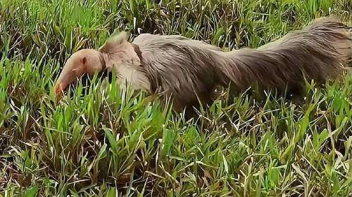 惊现!村民田里突现巨型不明生物,体型庞大引围观