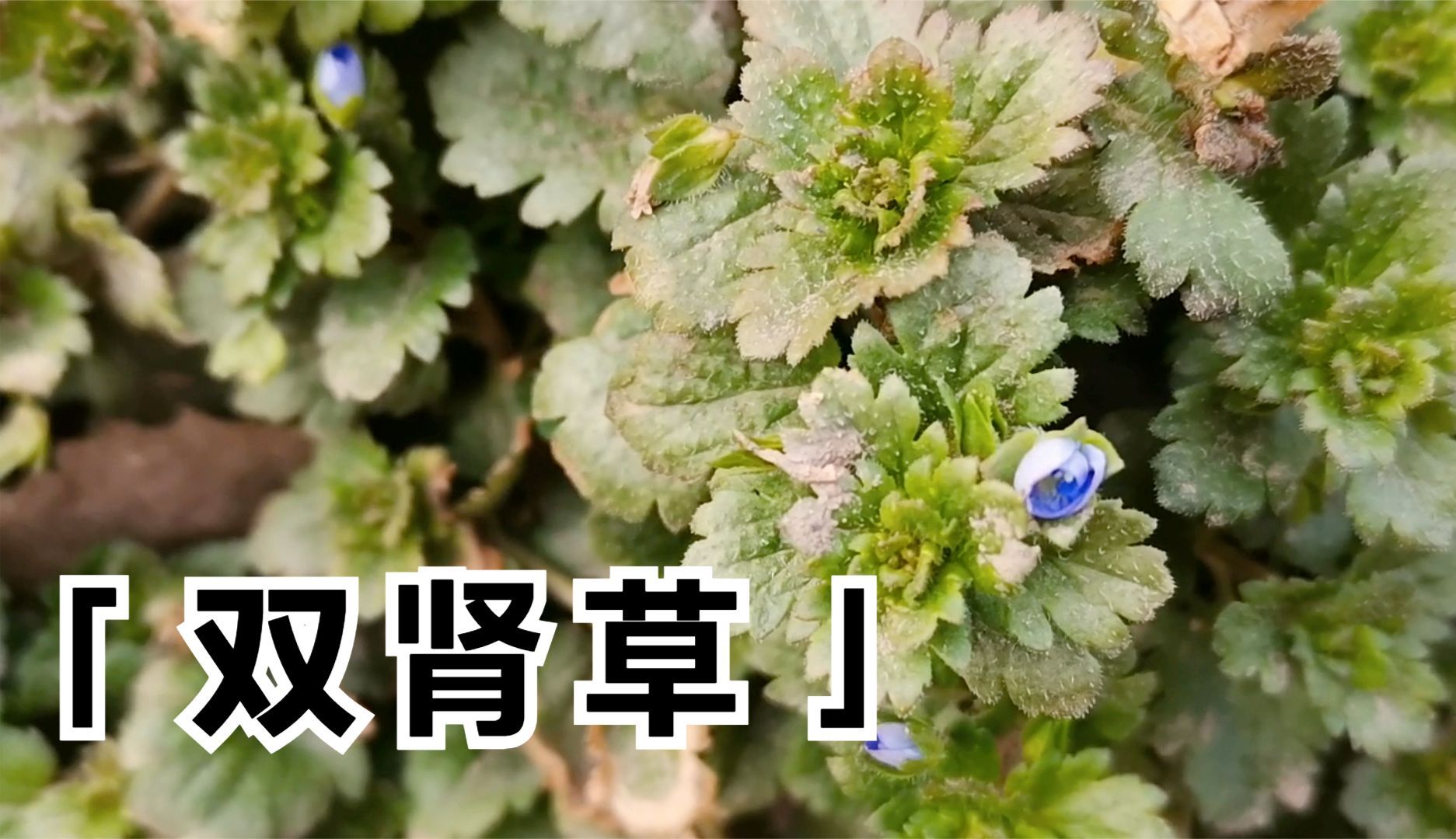 婆婆纳又名双肾草,它的妙用厉害了,你还不知道