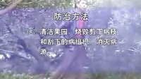 杨梅栽培管理技术-6.病虫害的防治