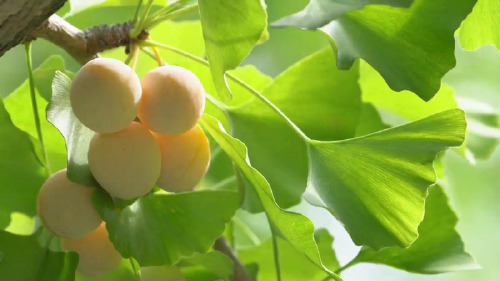 银杏果这样吃才安全!解锁正确吃法与惊人功效