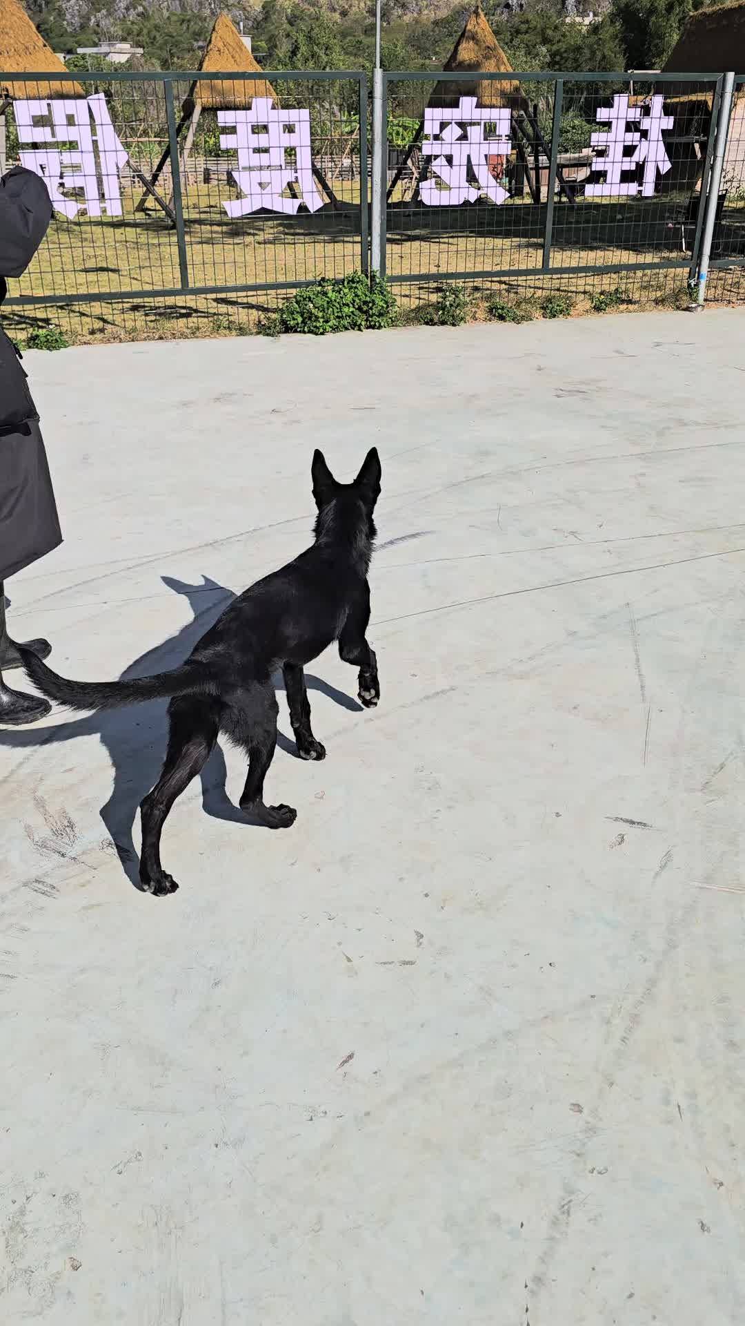 #训犬学校 #养狗人 #养狗日常 #宠物狗 #小狗狗