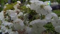 一颗樱桃从开花到结果成熟的三个月