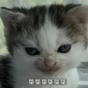 猫蹄 