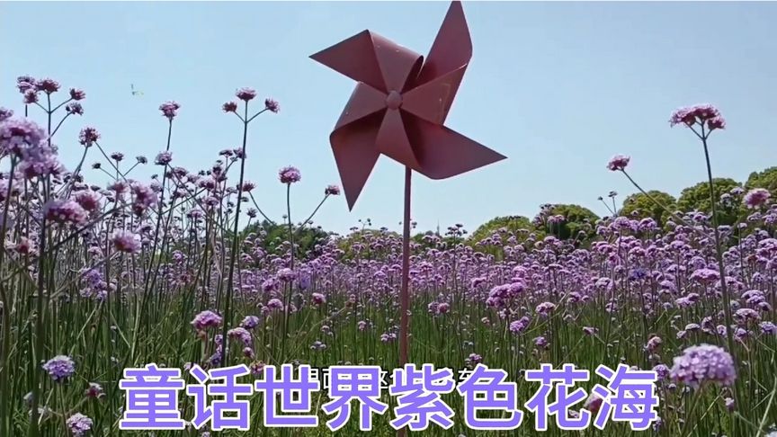 无锡滨湖区发现了一片紫色的花海,太美啦