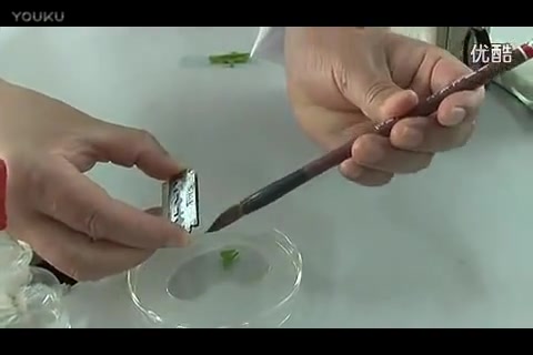 叶片的徒手切片_标清