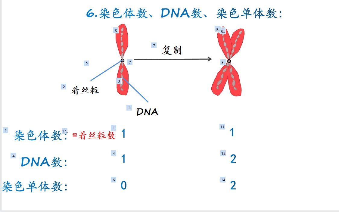 2分钟学会:染色体数染色单体数和DNA数的关系