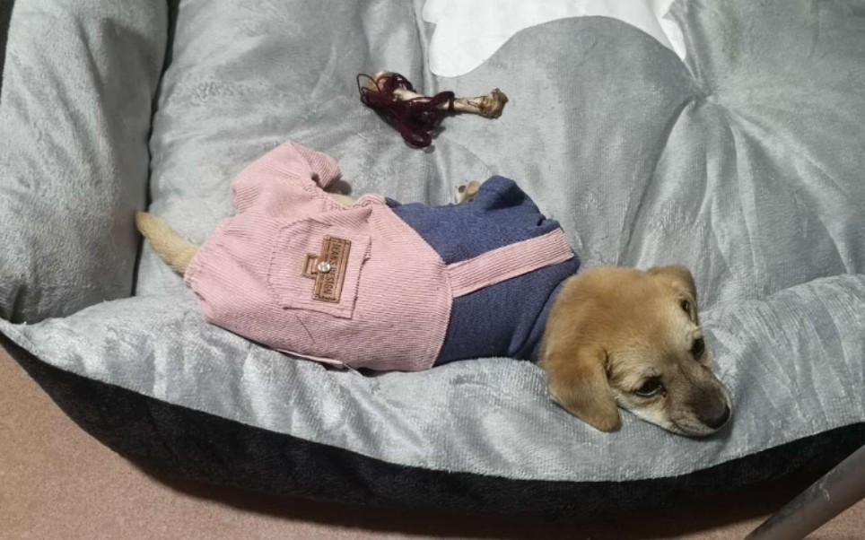 闲鱼领养前请看看这个视频【细小和冠状病毒的狗狗】