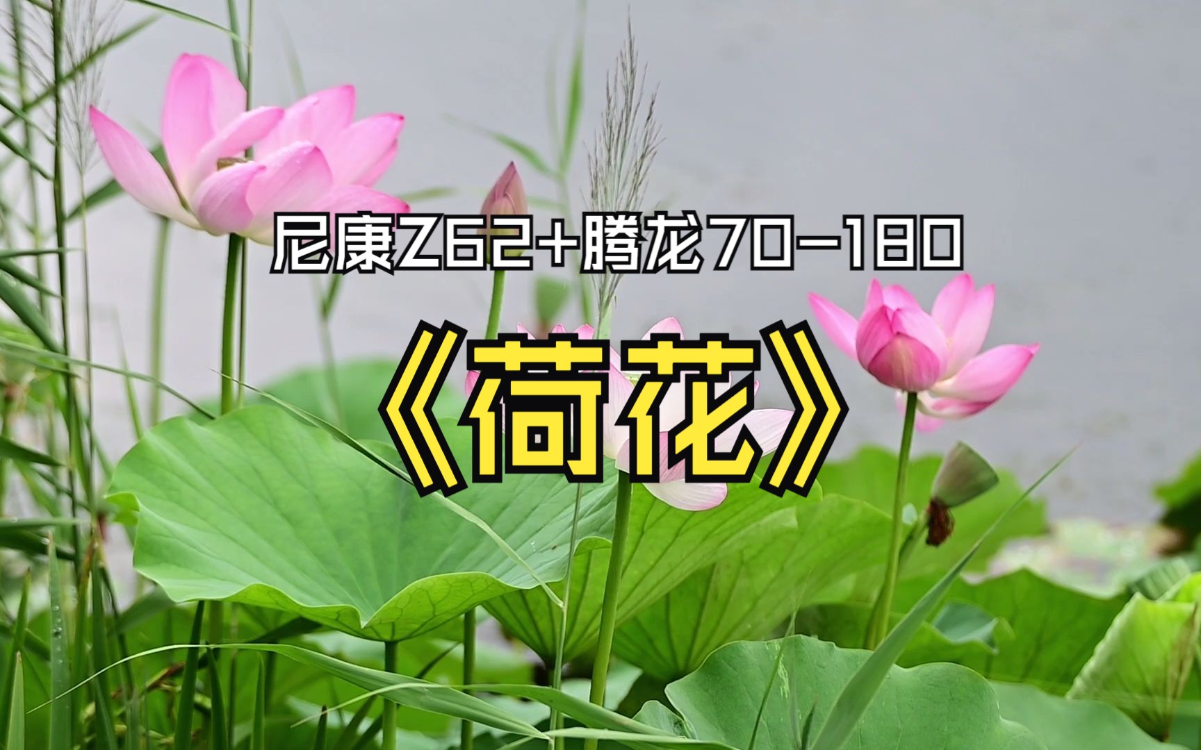 【尼康Z62+腾龙70-180】荷花拍摄