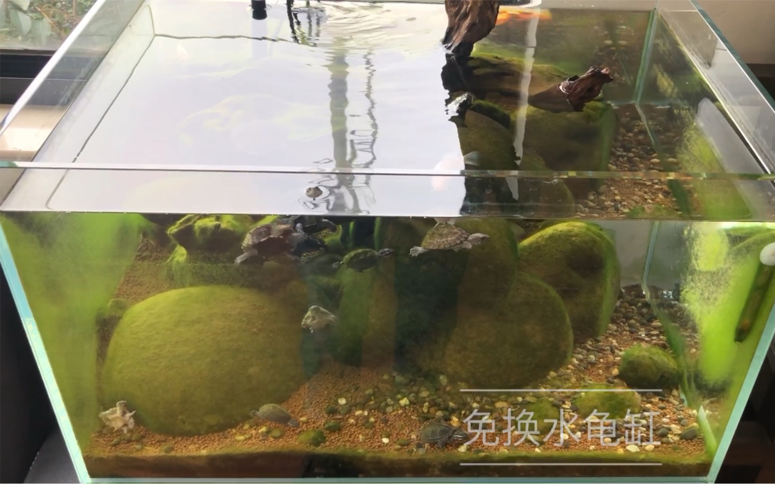 免换水龟缸|日本火山泥的强大