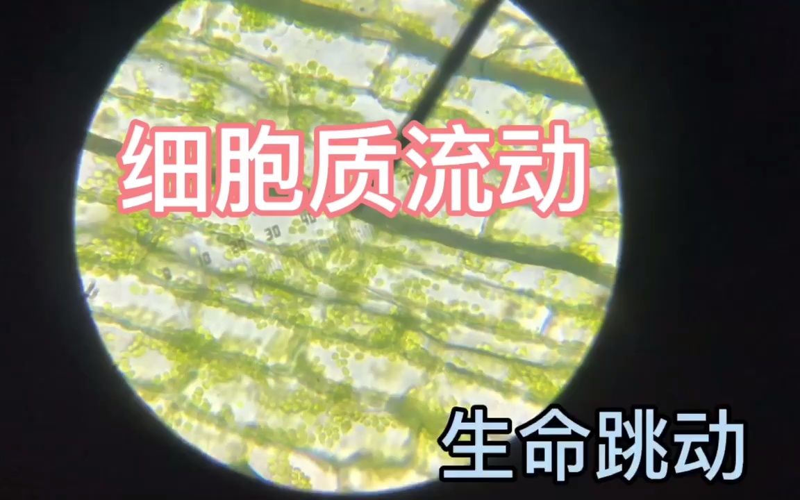 显微镜下的细胞质流动