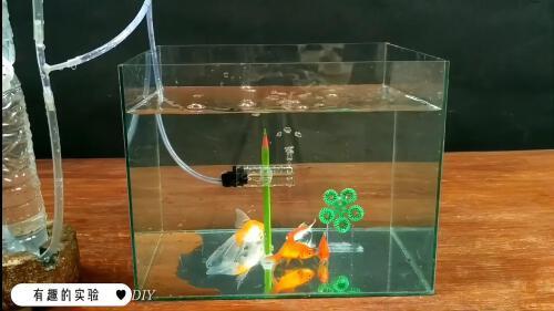 用塑料瓶制作鱼缸增氧器,简直不要太神奇