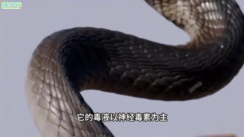 对比黑曼巴蛇和眼镜蛇谁才是毒蛇之王