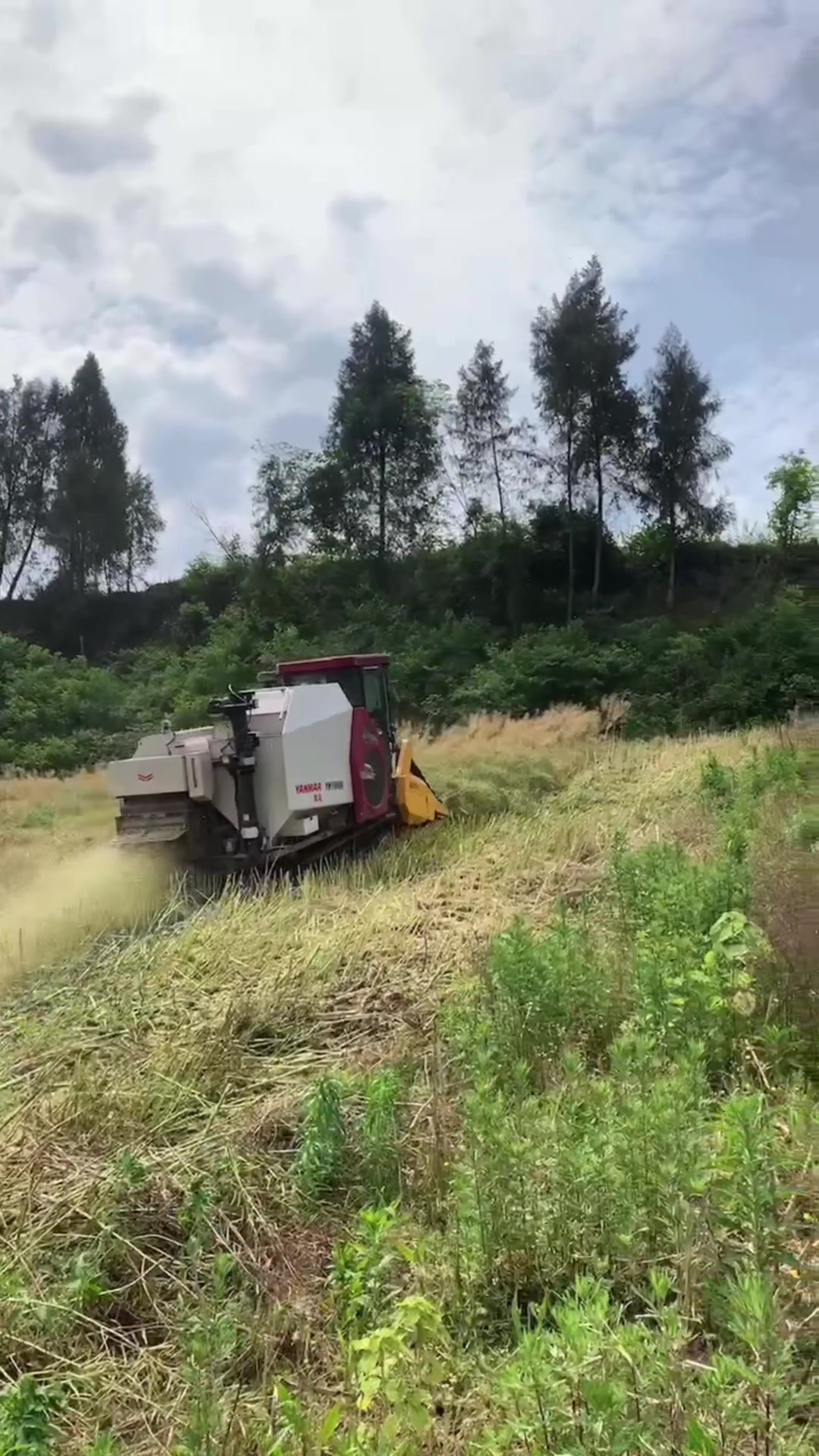 坡地倒伏油菜机械化收割,谁说只适用于田里?收割机的自动水平功能,可...