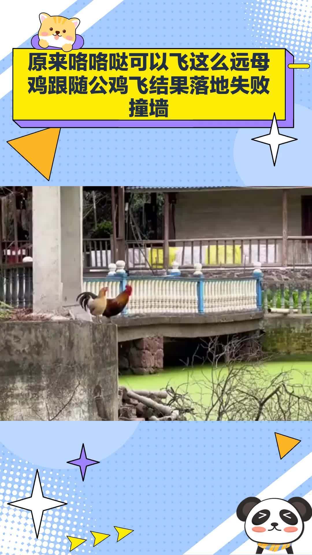 原来咯咯哒可以飞这么远,母鸡跟随公鸡飞结果落地失败撞墙