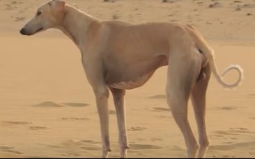 世界十大最名贵的犬种